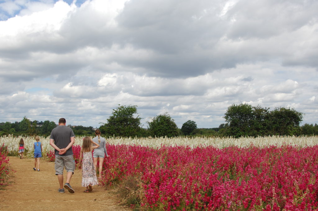 Confetti Fields - Picture-Taker, Memory-MakerPicture-Taker, Memory-Maker